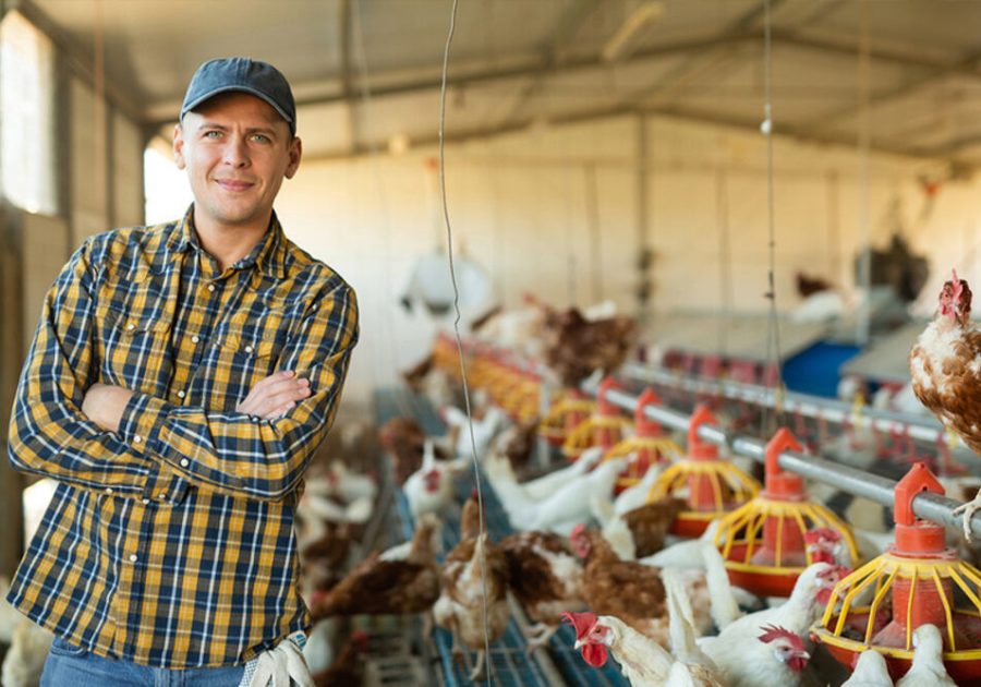 ABB whitepaper rethinks poultry ventilation strategy - Food and Drink ...
