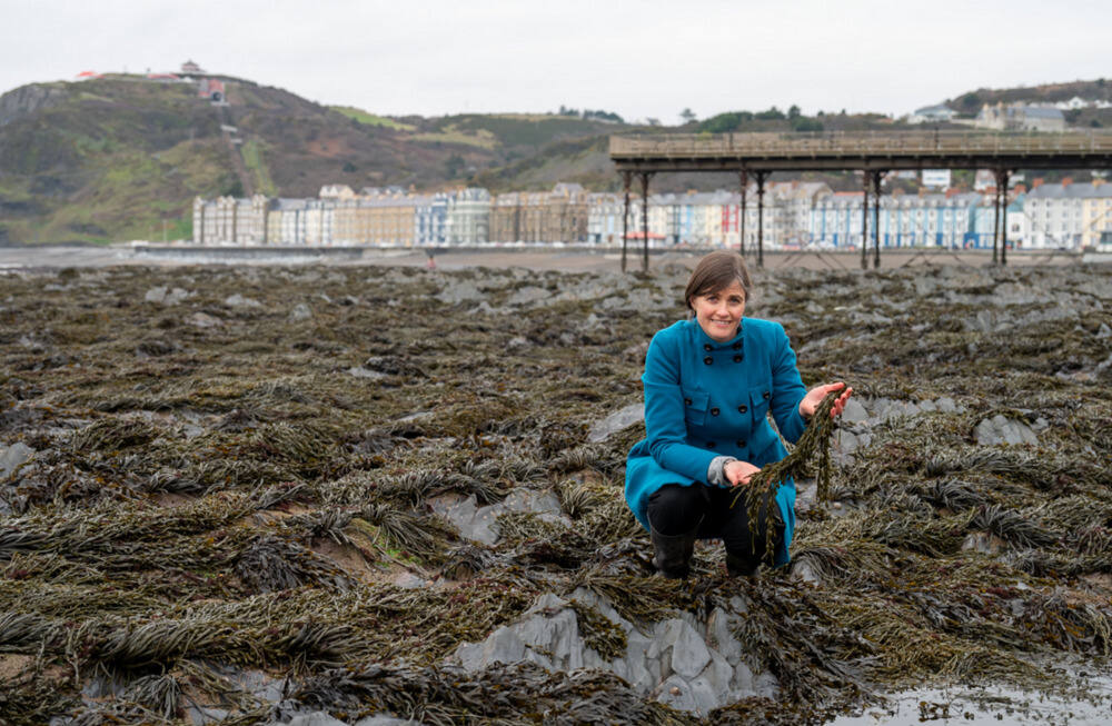 Seaweed-based film promises new future for packaging - Food and Drink ...