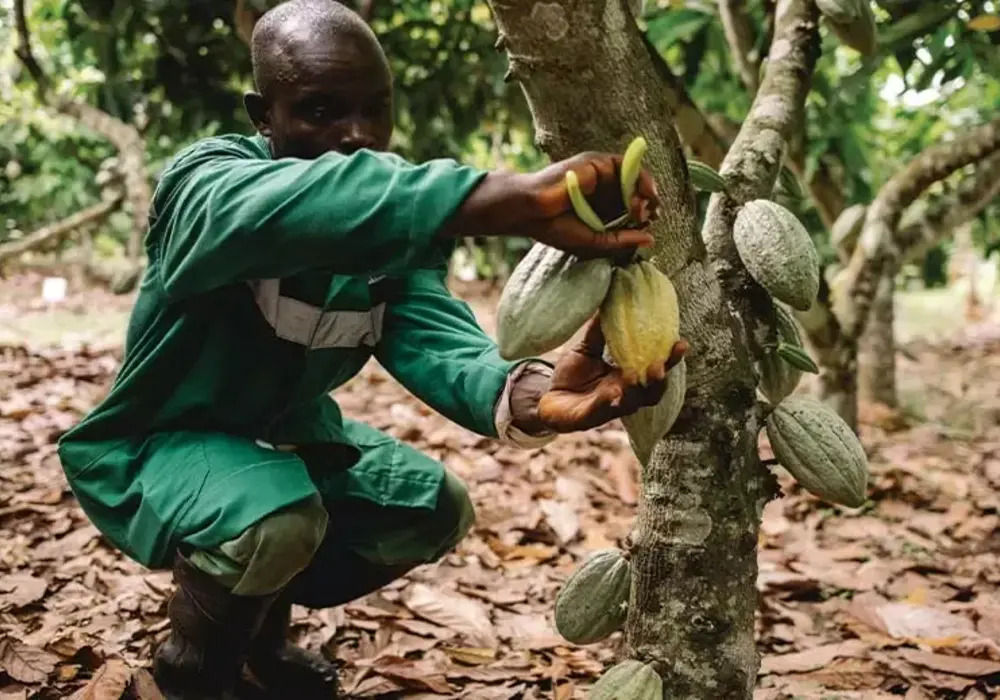 Nestlé's breakthrough technique aims to redefine cocoa production ...