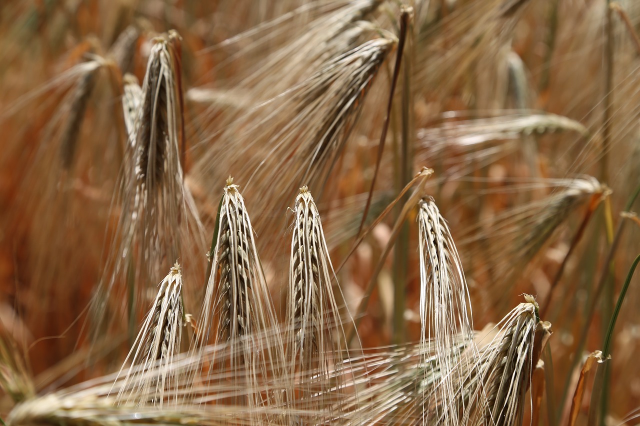 Dossche Mills' low carbon wheat out this year - Food and Drink Technology